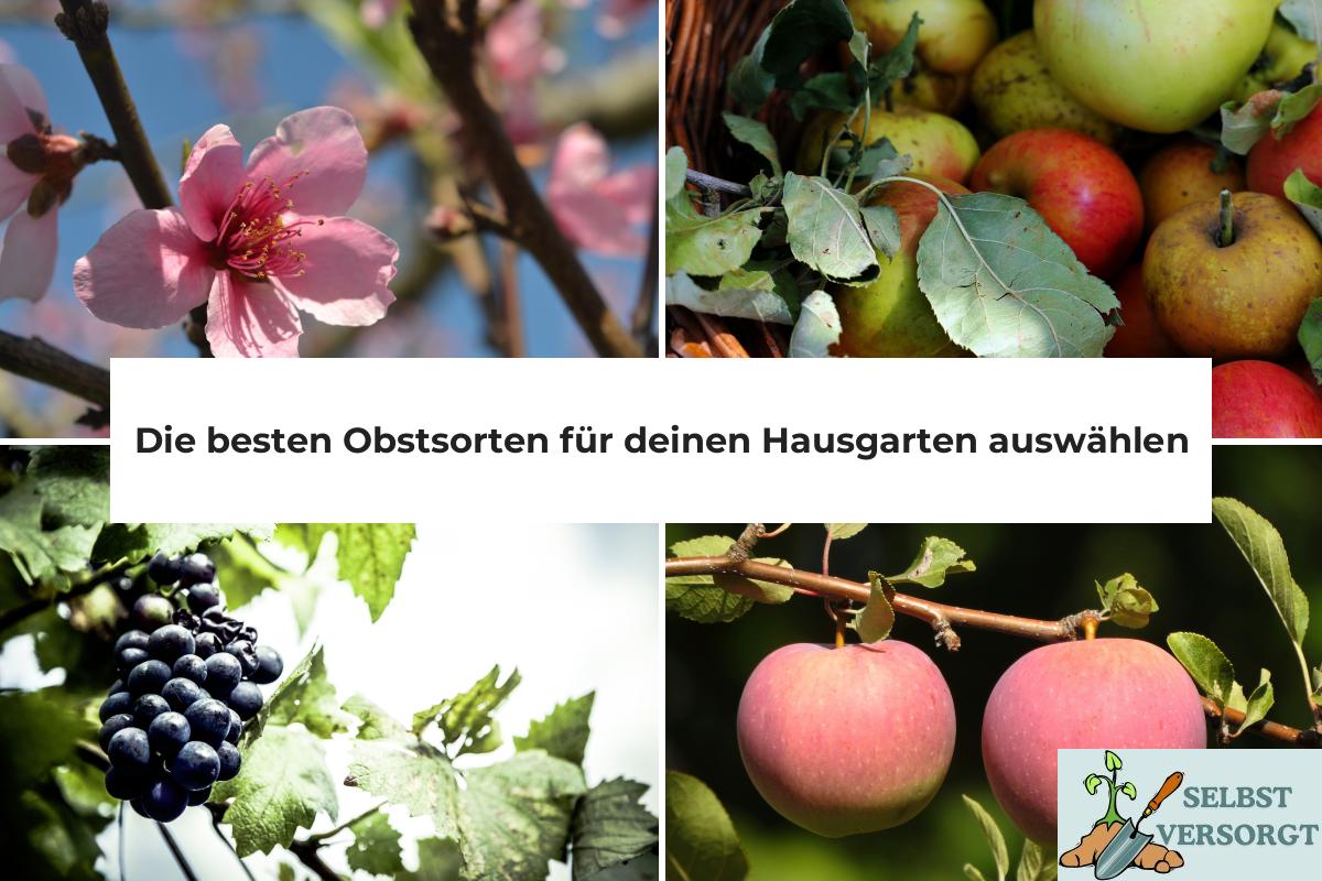 Die besten Obstsorten für deinen Hausgarten auswählen | Selbst-Versorgt