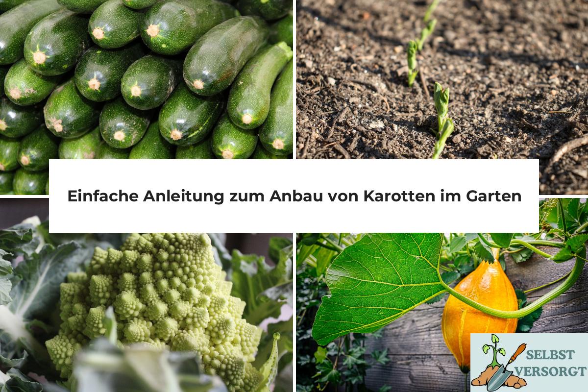 Einfache Anleitung zum Anbau von Karotten im Garten | Selbst-Versorgt